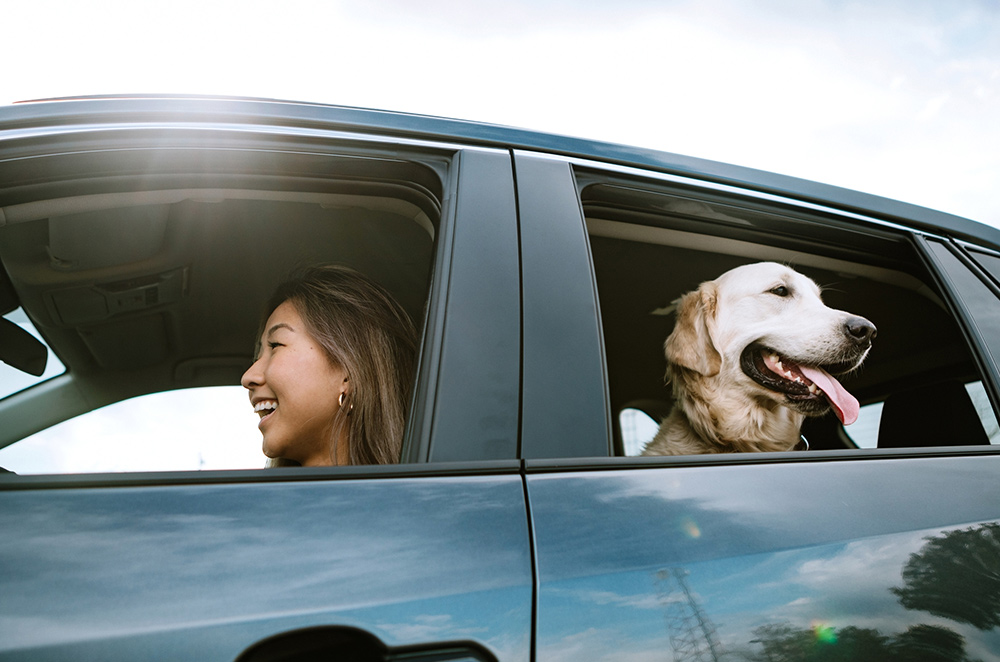 Is it safe to let your dog poke its head out the window of a car ...